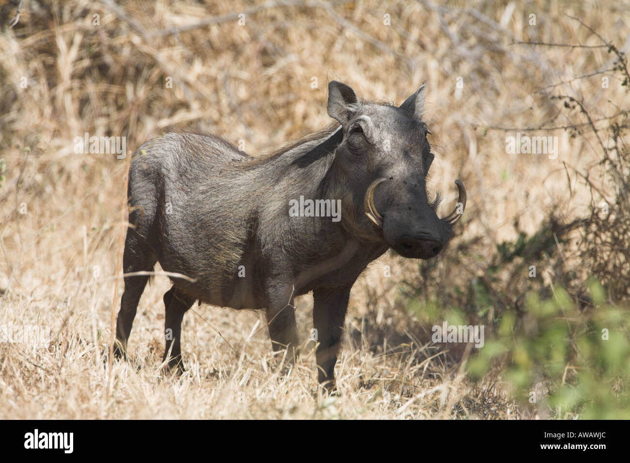 Common Warthog in South Africa Stock Photo - Alamy