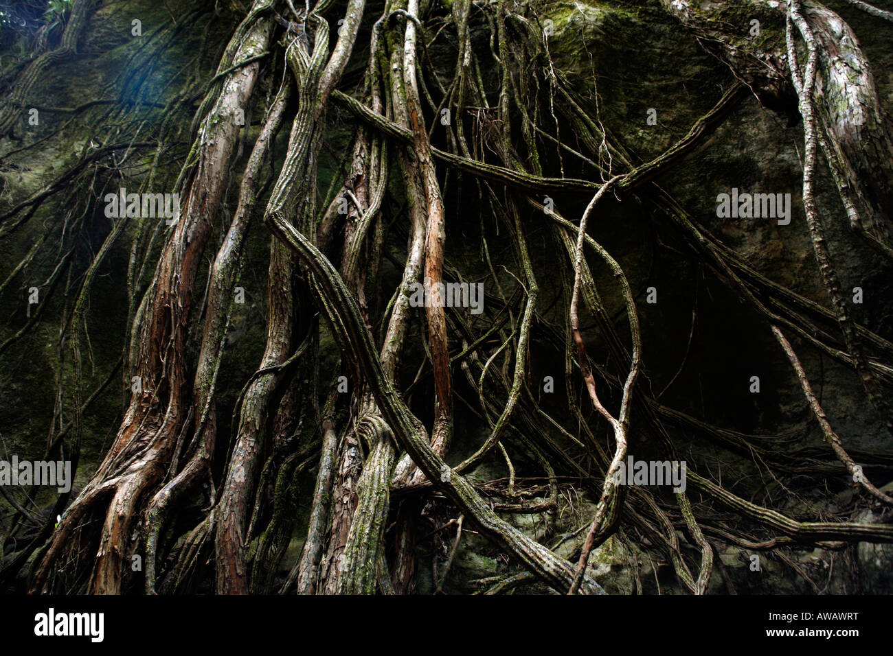 Tangle of tree-roots and creepers, New Zealand Stock Photo - Alamy
