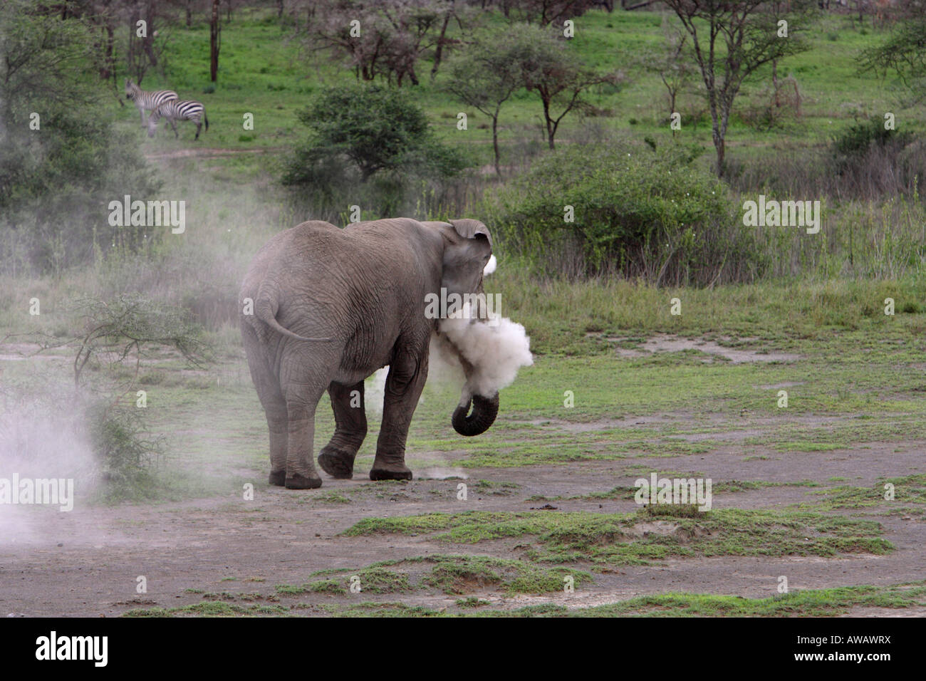 African Elephant standing on the Serengeti and blowing dust over itself ...