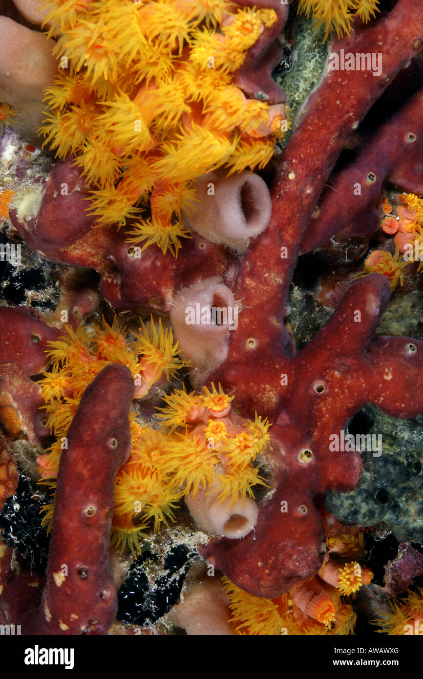 Orange cup coral Tubastraea coccinea Stock Photo - Alamy