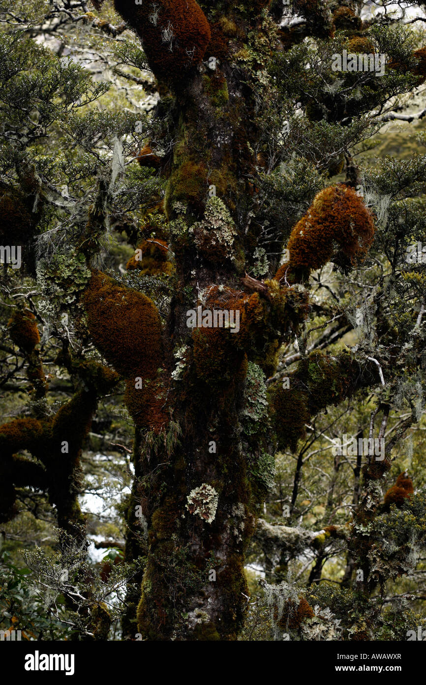A moss and lichen covered tree, Fjordland, South Island, New Zealand ...