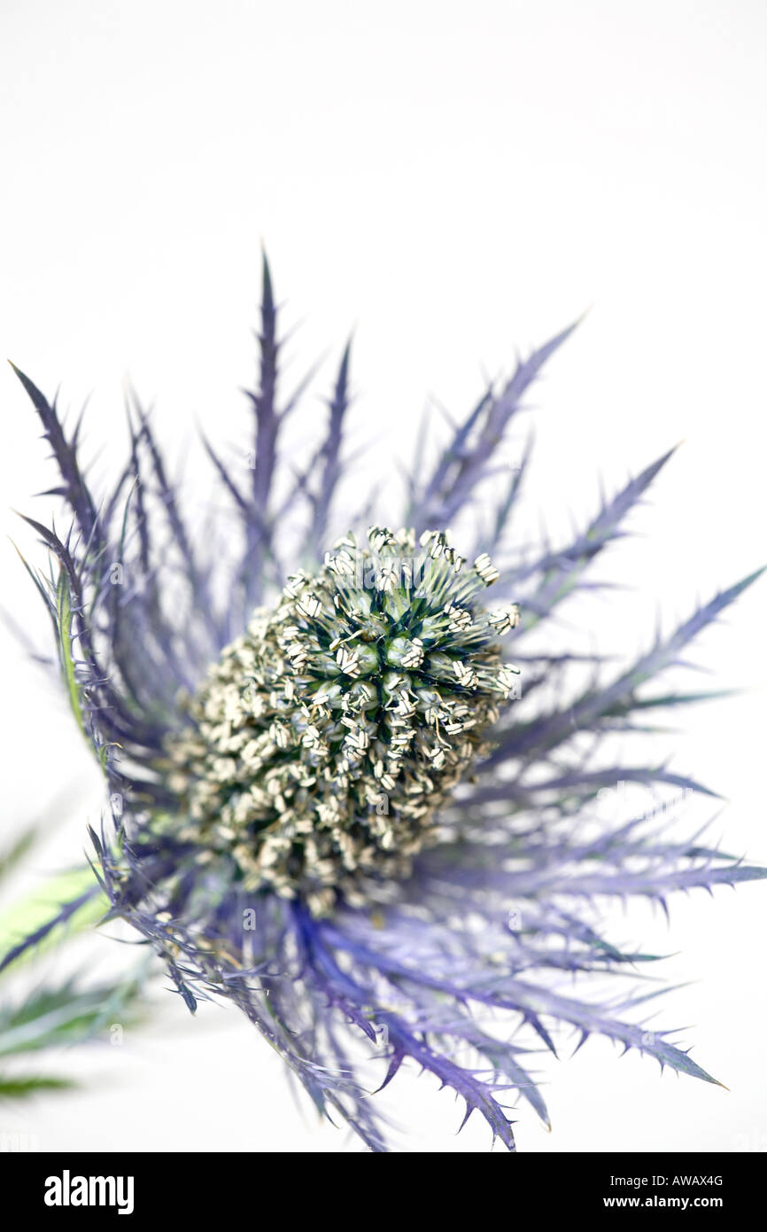 Blue sea holly hi-res stock photography and images - Alamy
