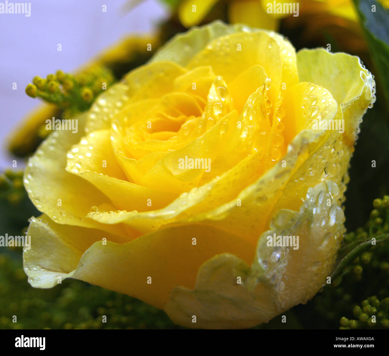 Yellow rose rosa dew drops hi-res stock photography and images - Alamy