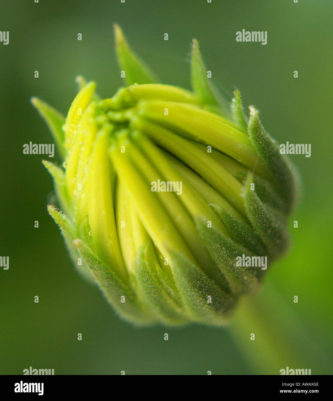 Osteospermum Flower Bud Stock Photo - Alamy