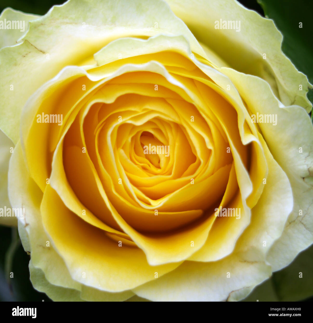 Layers of rose petals hi-res stock photography and images - Alamy