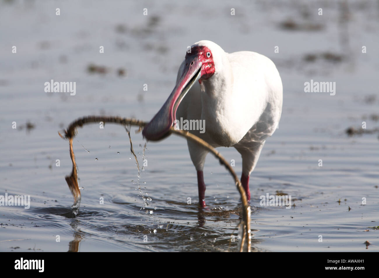 African Spoonbill (platalea alba) at a lake, South Africa Stock Photo ...