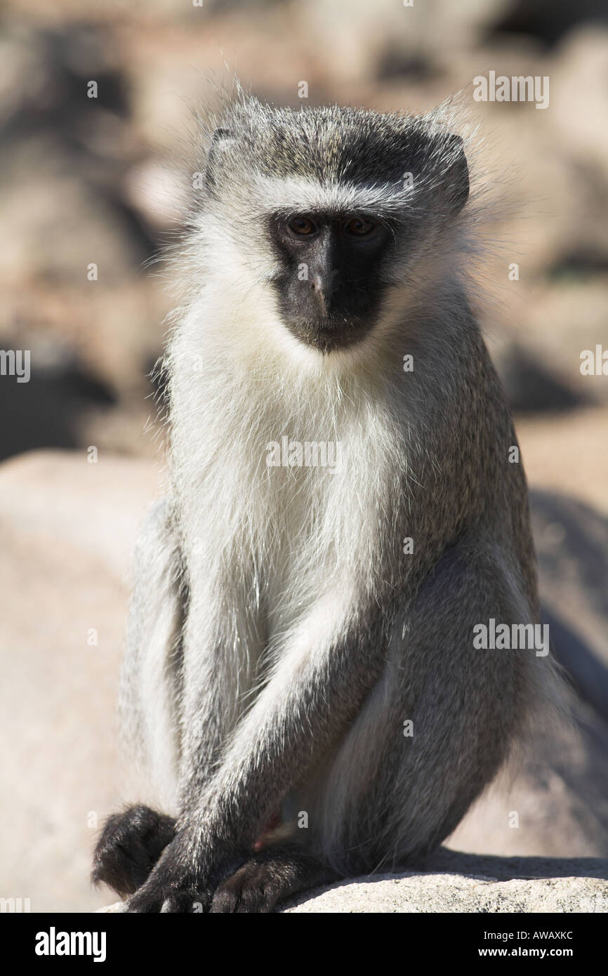 Vervet (cercopithecus aethiops) South Africa Stock Photo - Alamy