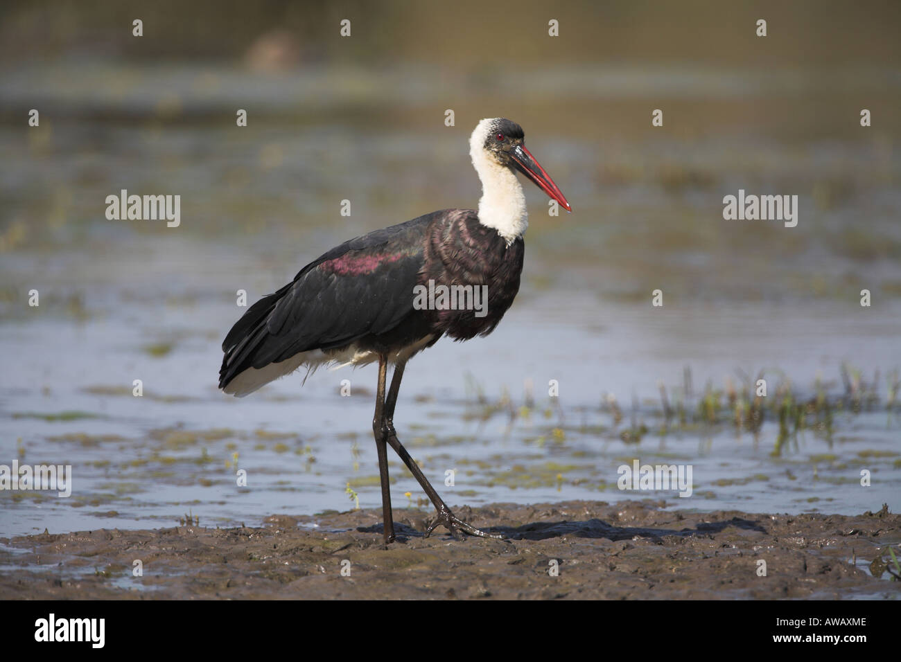 African woolly necked storks hi-res stock photography and images - Alamy
