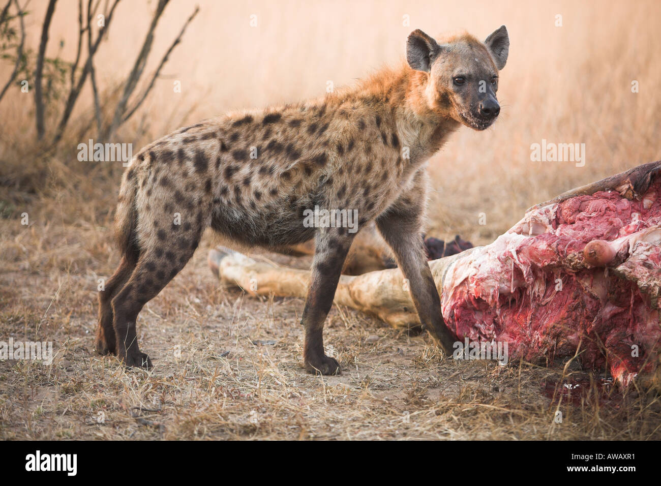 Spotted Hyena (crocuta crocuta) at a kill, South Africa Stock Photo - Alamy