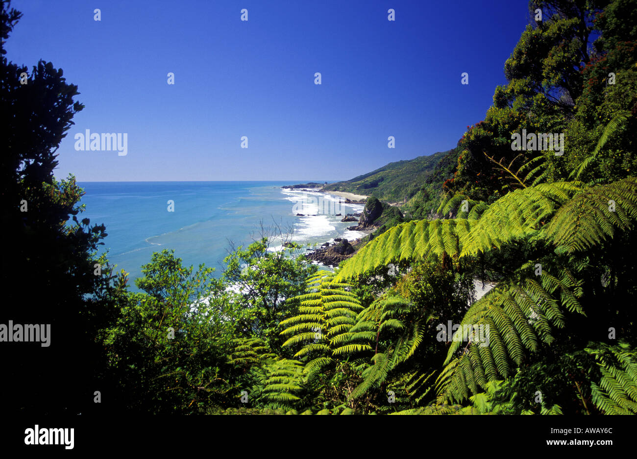 New zealand bush scene hi-res stock photography and images - Alamy