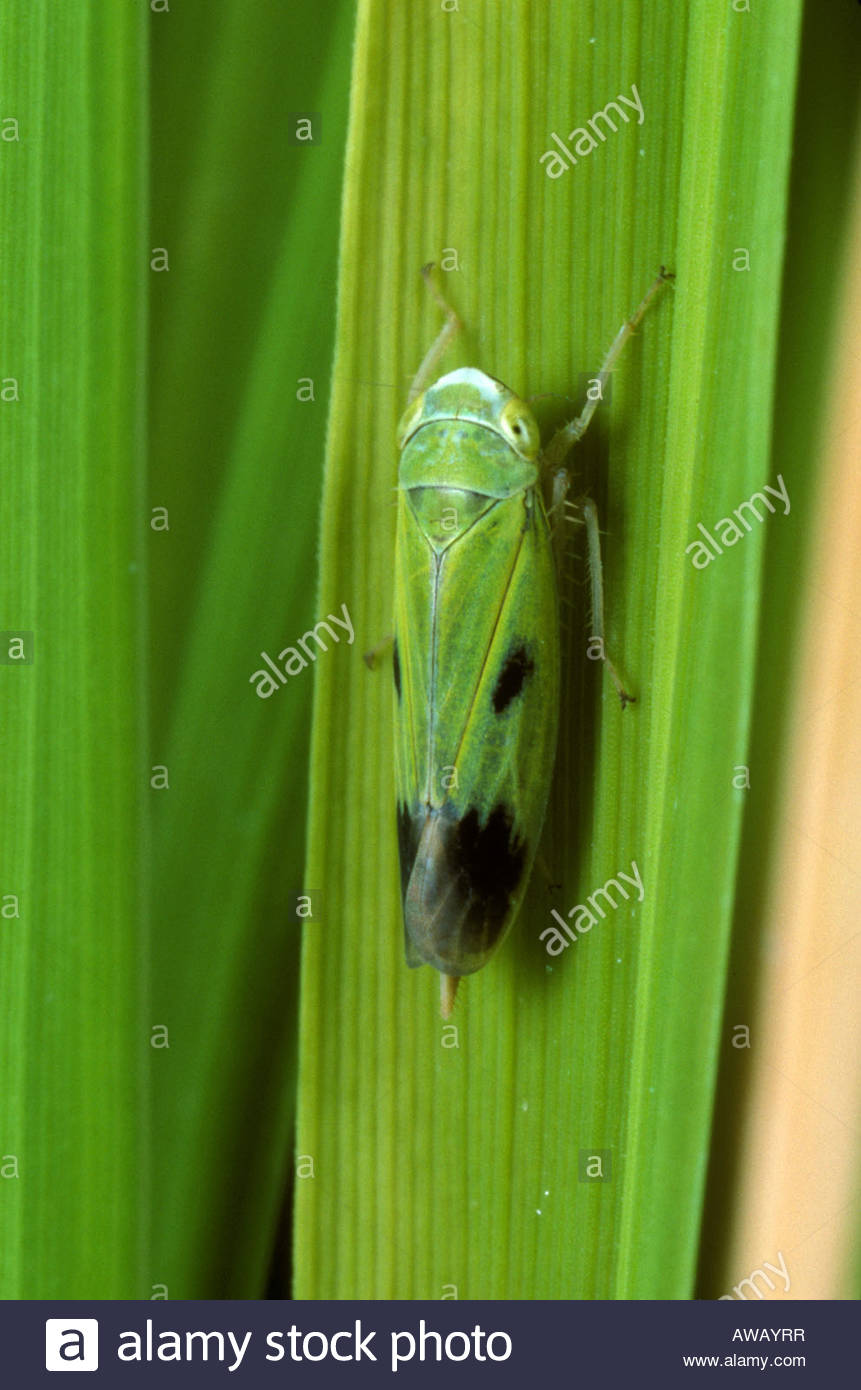 Green rice leafhopper Nephotettix virescens adult on rice Stock Photo ...