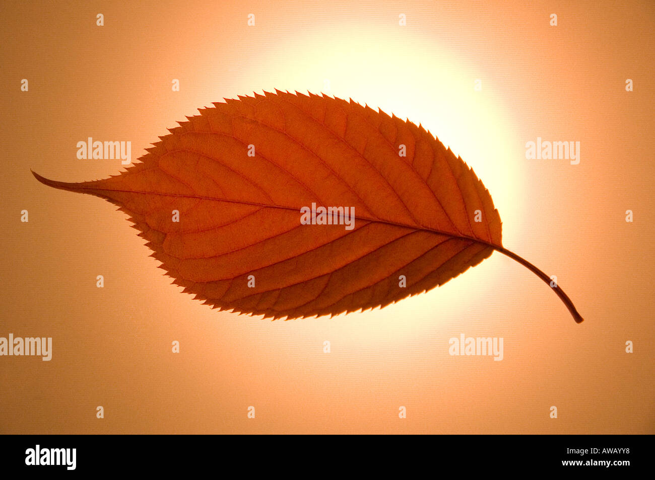 Single leaf hi-res stock photography and images - Alamy