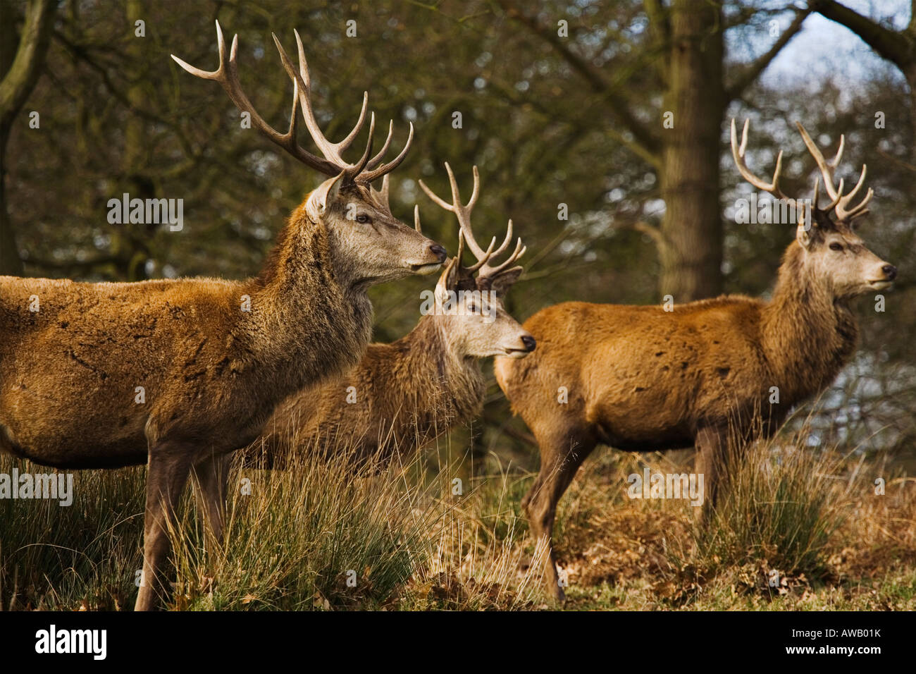 Three stags in Richmond Park Cervus elaphus Stock Photo - Alamy