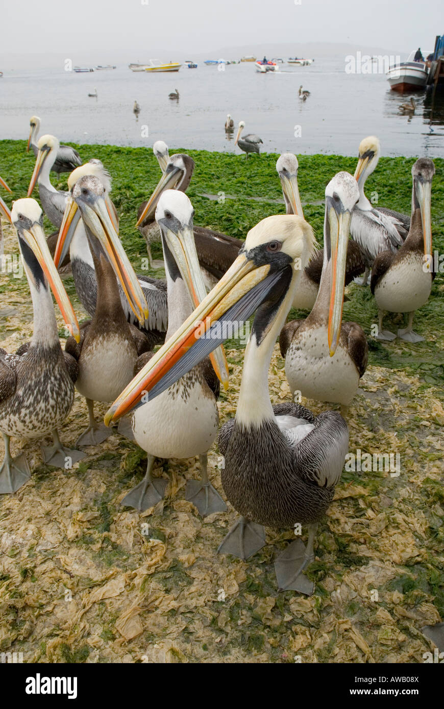 PERUVIAN PELICAN Pelecanus thagus Stock Photo - Alamy