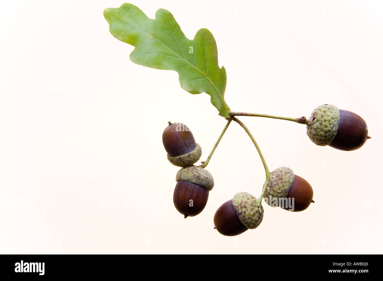 Five Acorns and Oak Leaf Cutout Stock Photo - Alamy