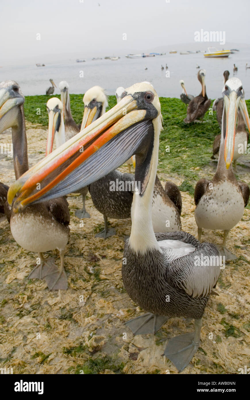 PERUVIAN PELICAN Pelecanus thagus Stock Photo - Alamy
