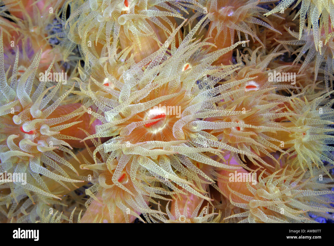 Orange cup coral Tubastraea coccinea Stock Photo - Alamy