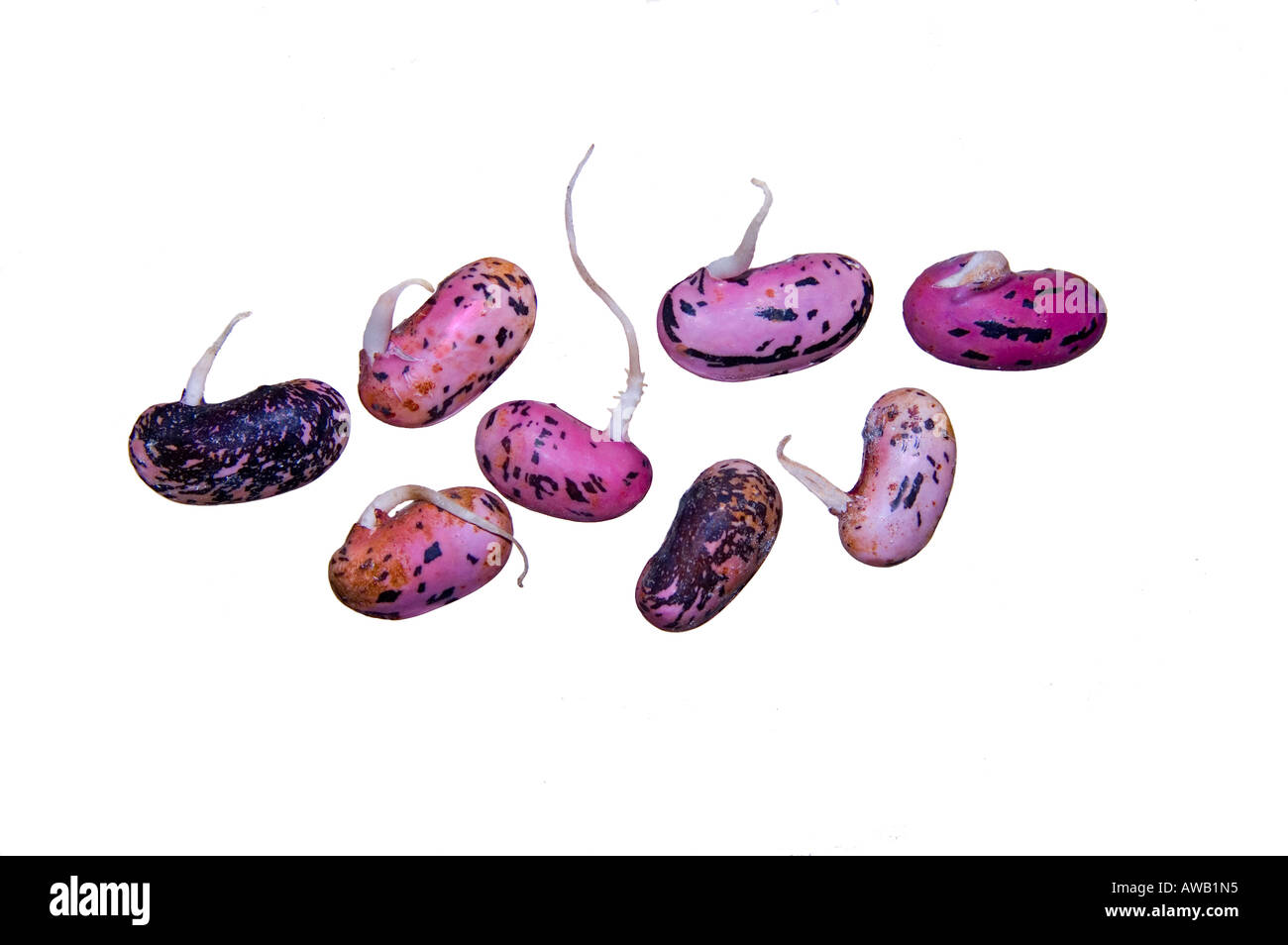 Runner beans sprouting hi-res stock photography and images - Alamy