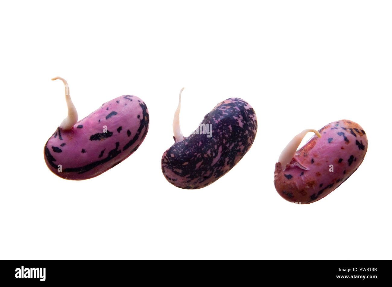 Three Runner Beans Sprouting Cutout Stock Photo - Alamy