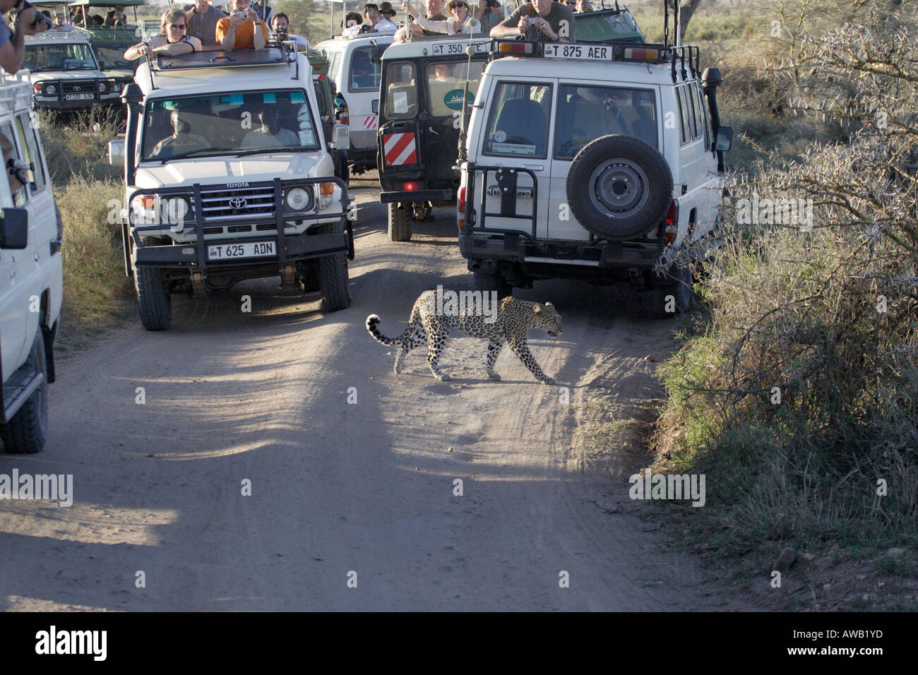 Leopard crossing the track in front of many safari vehicle in Tanzania ...