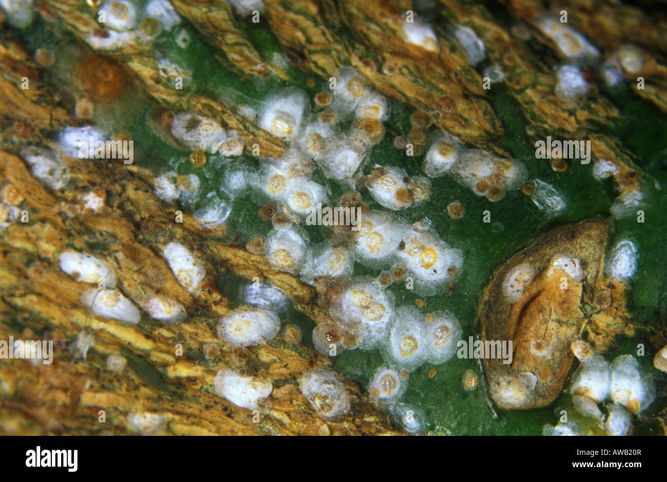 White scale insect Aspidiotus nerii on the surface of a lemon wood ...