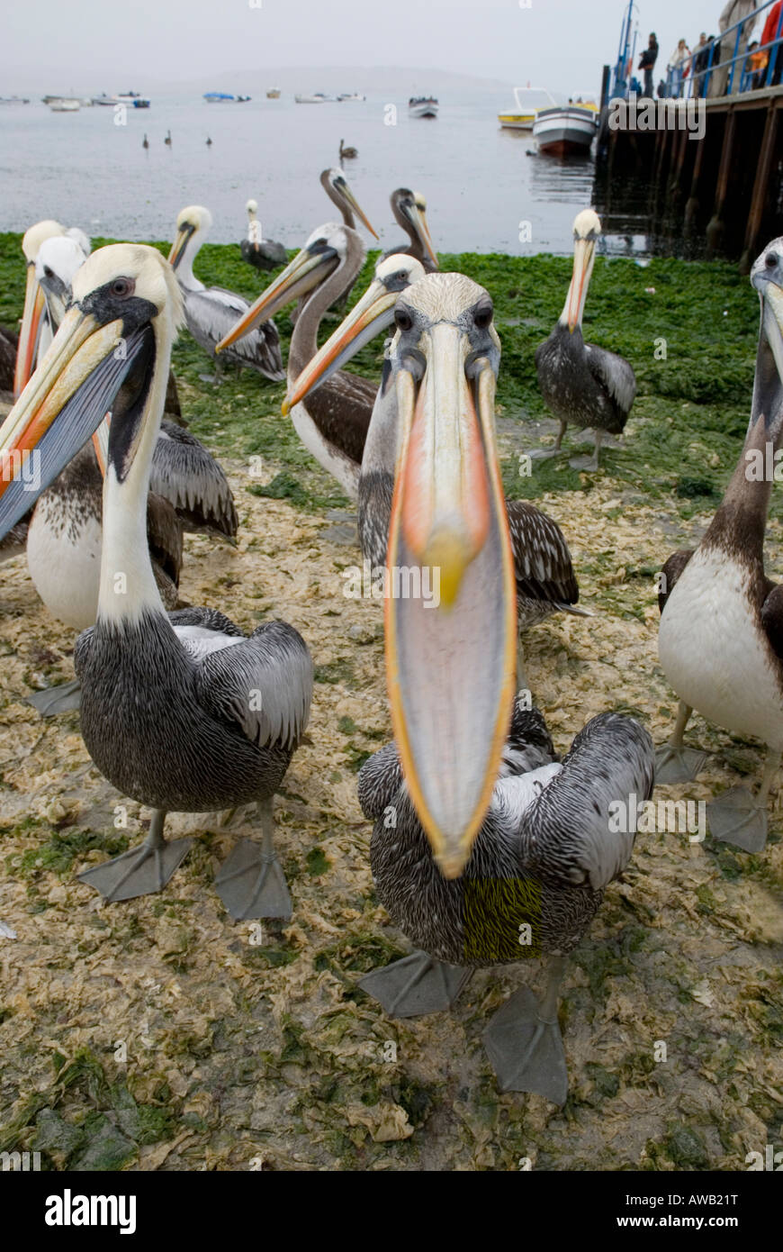PERUVIAN PELICAN Pelecanus thagus Stock Photo - Alamy