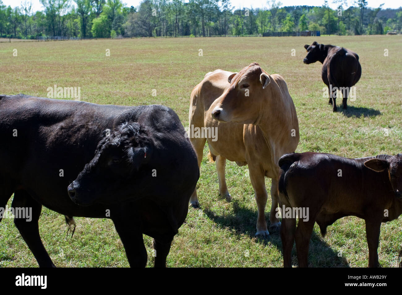 Cows in Field Stock Photo - Alamy