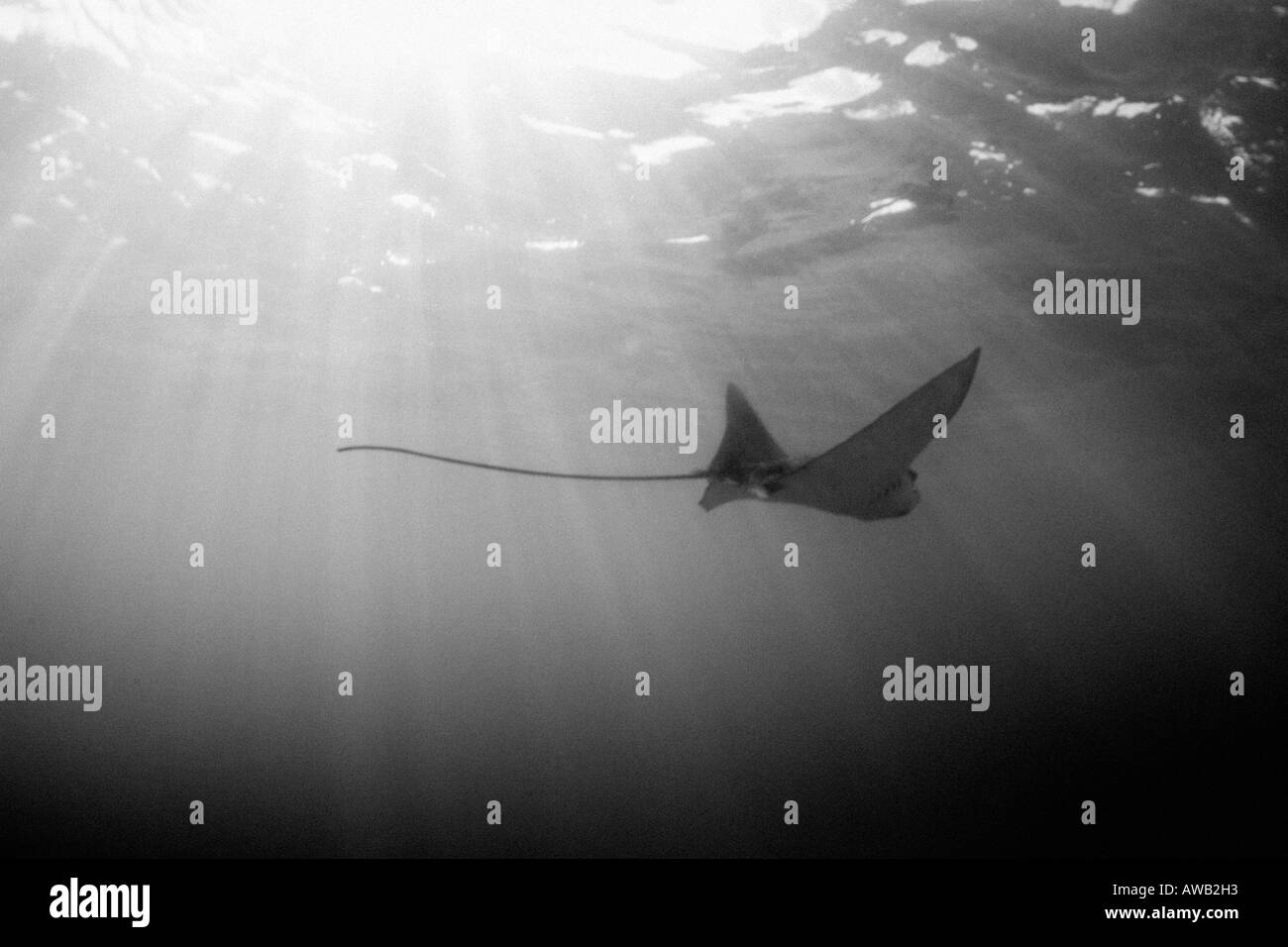 Spotted bat hi-res stock photography and images - Alamy