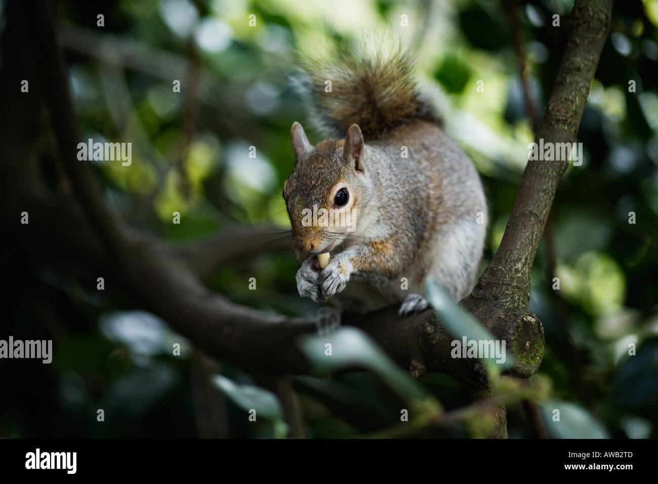 Grey Squirrel eating nuts in tree Stock Photo - Alamy
