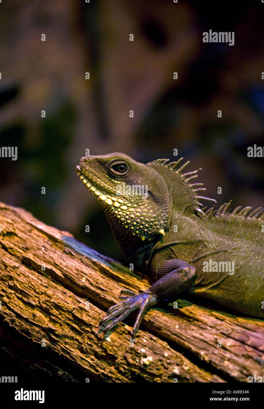 Oriental Water Dragon (physignathus cocincinus) male Stock Photo - Alamy
