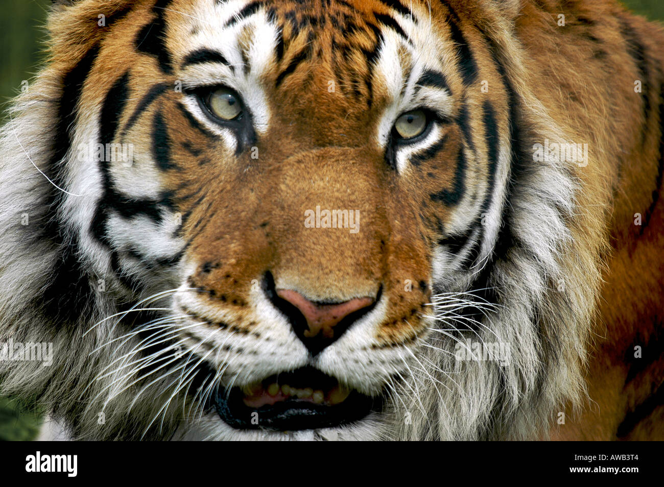 A Tiger On The Hunt Stock Photo - Alamy