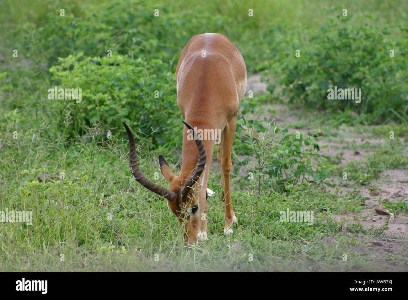 Male Impala close up Stock Photo - Alamy