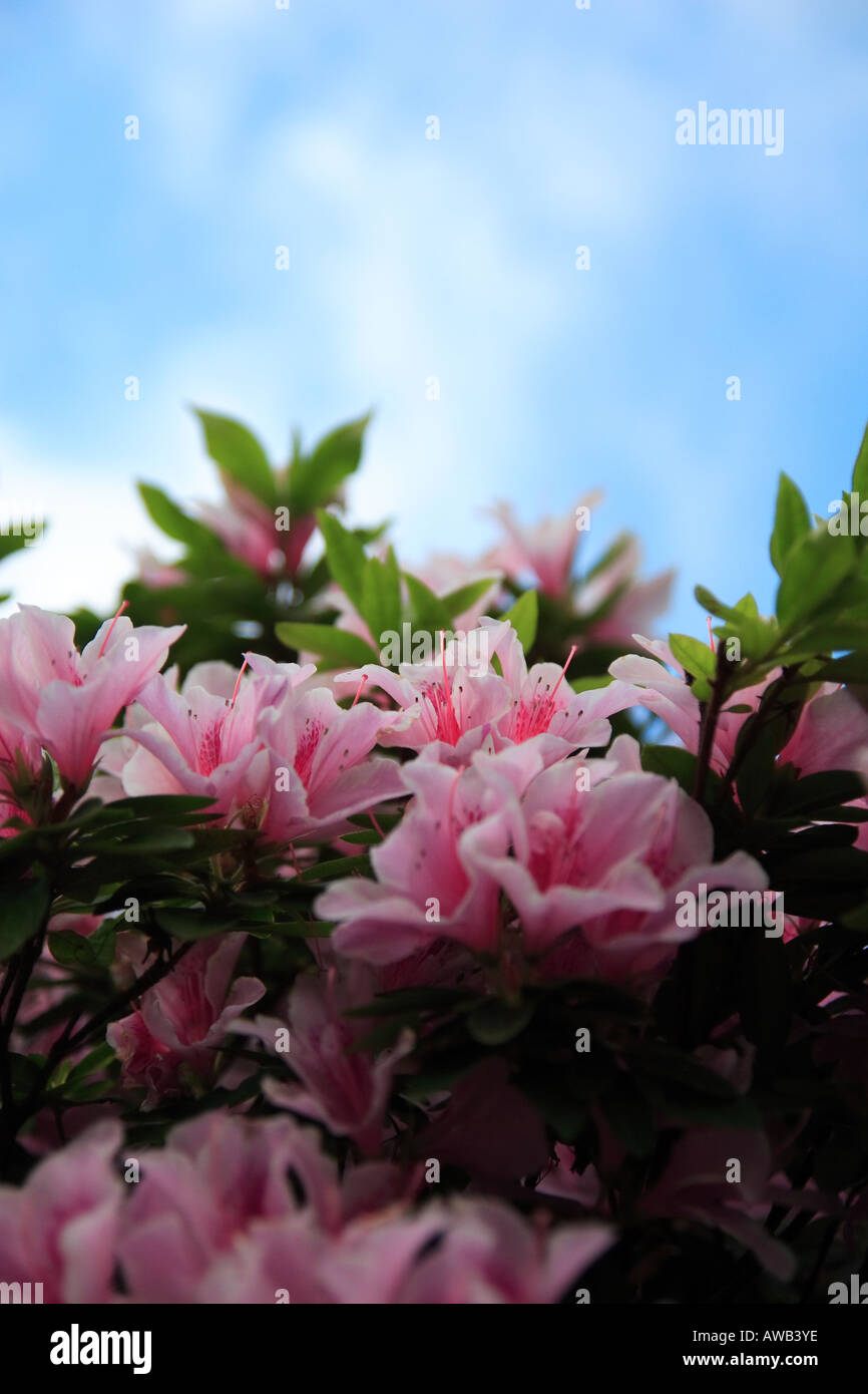 Clematis victoria hi-res stock photography and images - Alamy