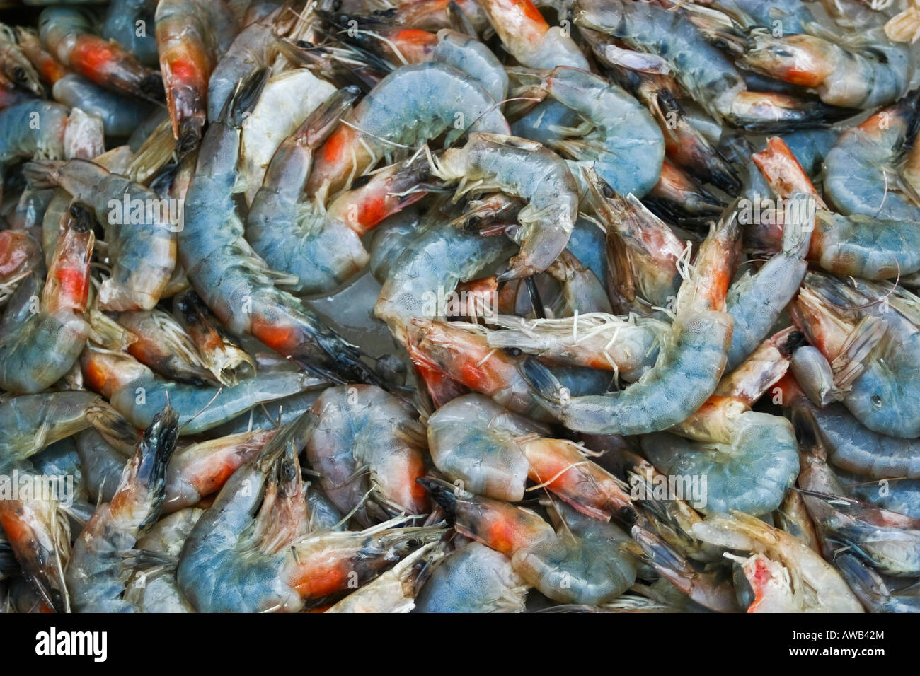 Pile of raw shrimp Stock Photo - Alamy