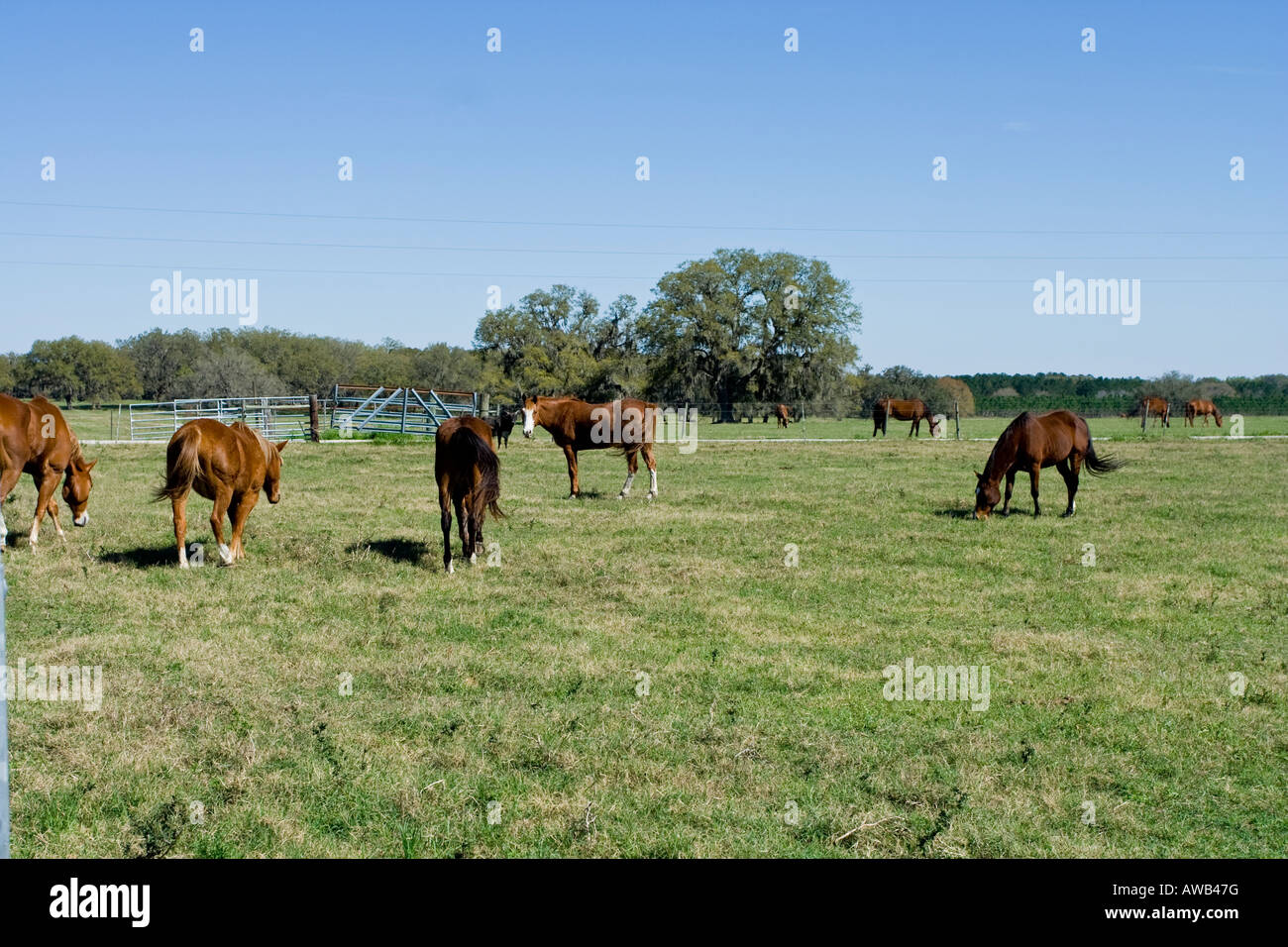 Horses in a field Stock Photo - Alamy