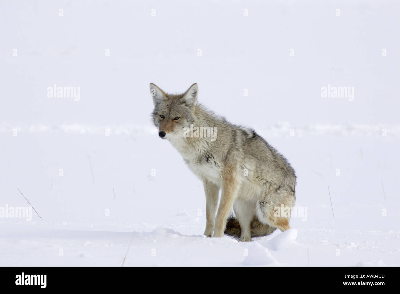 Coyote sitting on snow in the Grand Tetons USA Stock Photo - Alamy