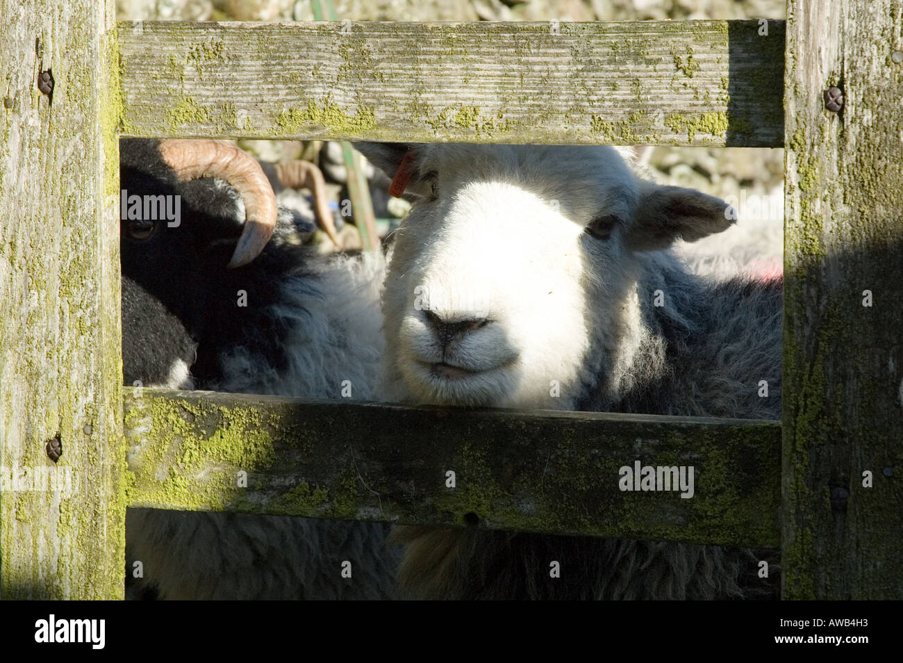 Sheep peeping hi-res stock photography and images - Alamy