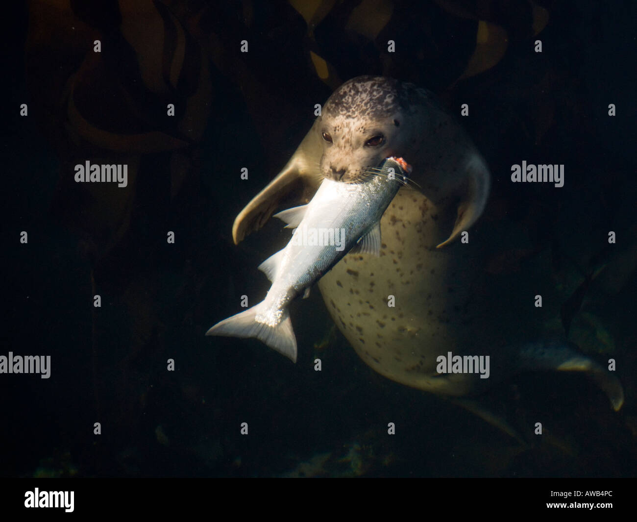 Harbor Seal With Fish High Resolution Stock Photography and Images - Alamy