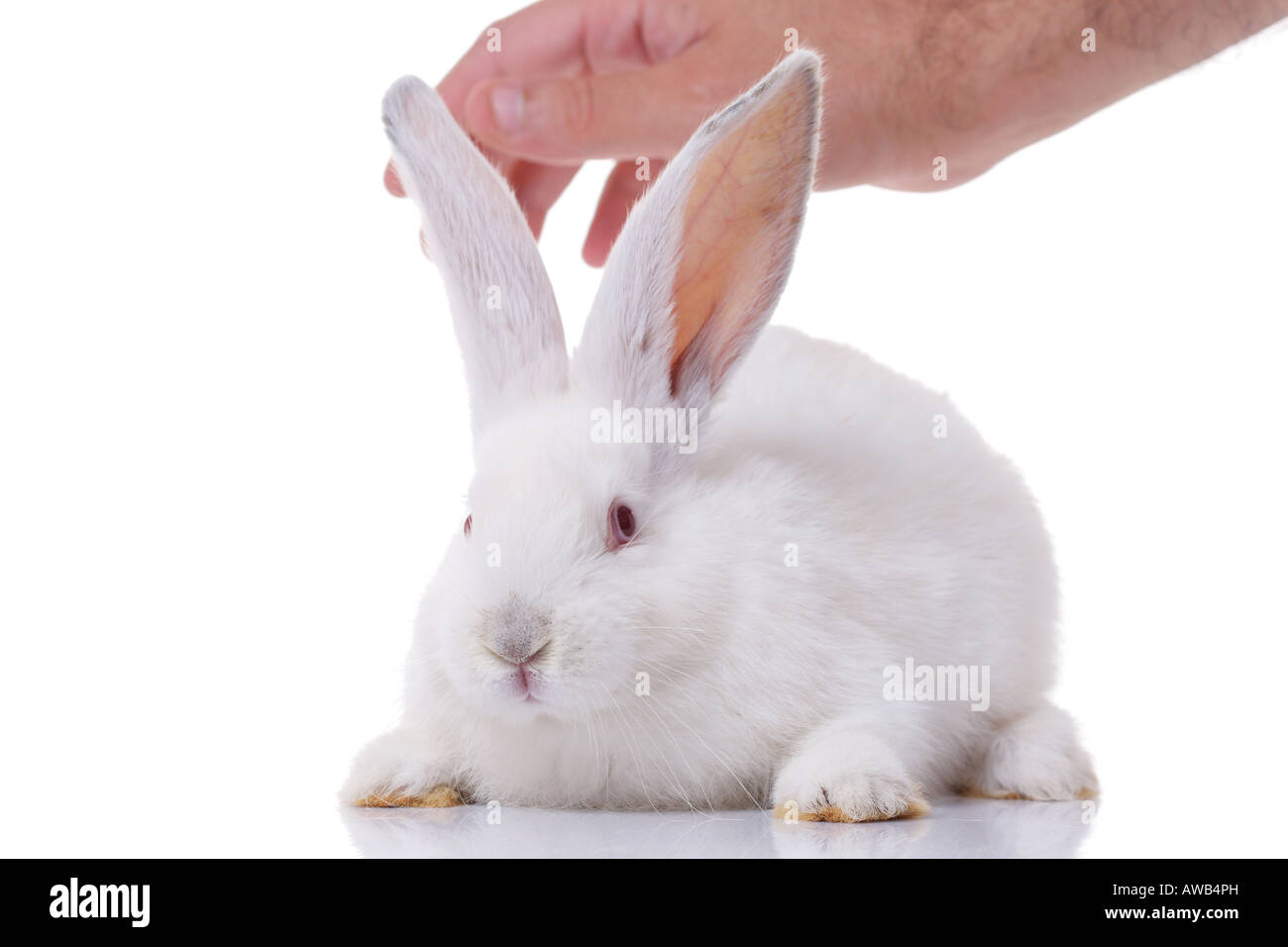 white rabbit and a hand isolated on white background Stock Photo - Alamy