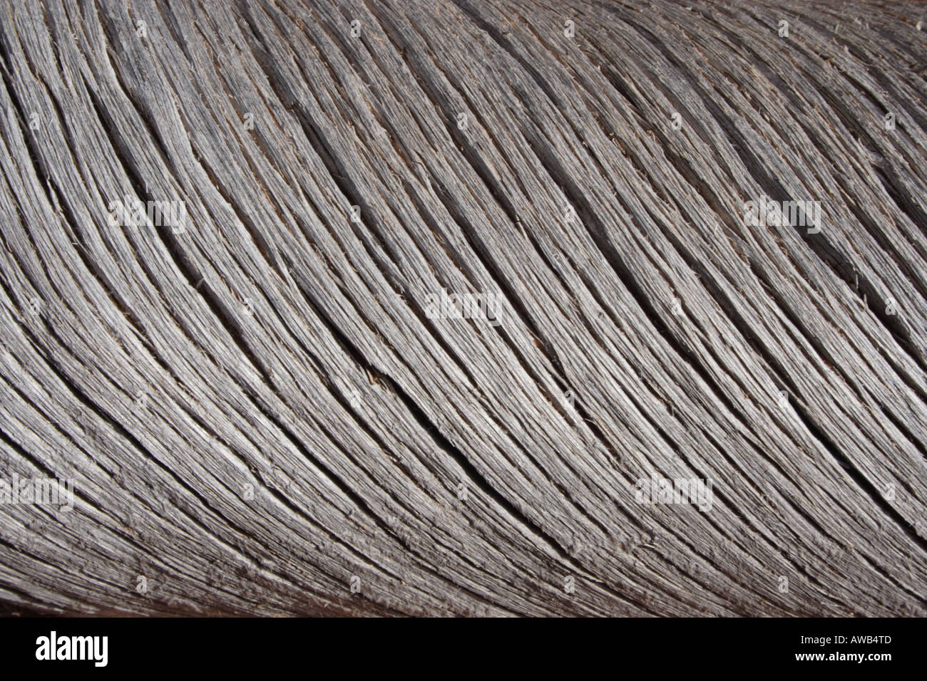 Juniper wood weathered by years of harsh weather in southern Utah, USA ...