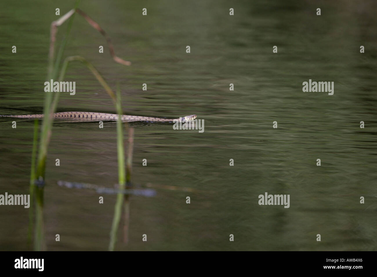A swimming grass snake in the UK Stock Photo - Alamy