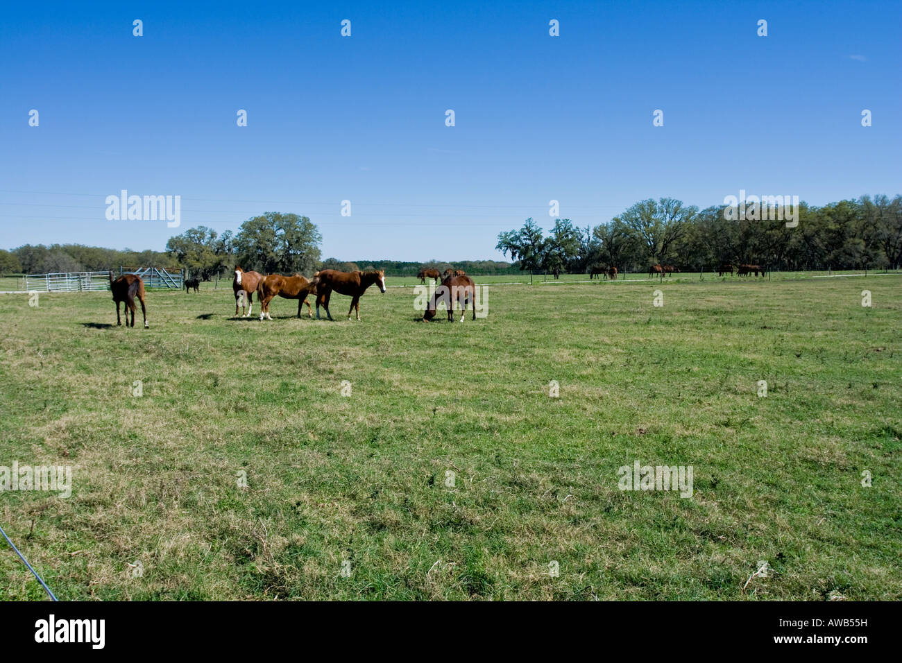 Field of Horses Stock Photo - Alamy