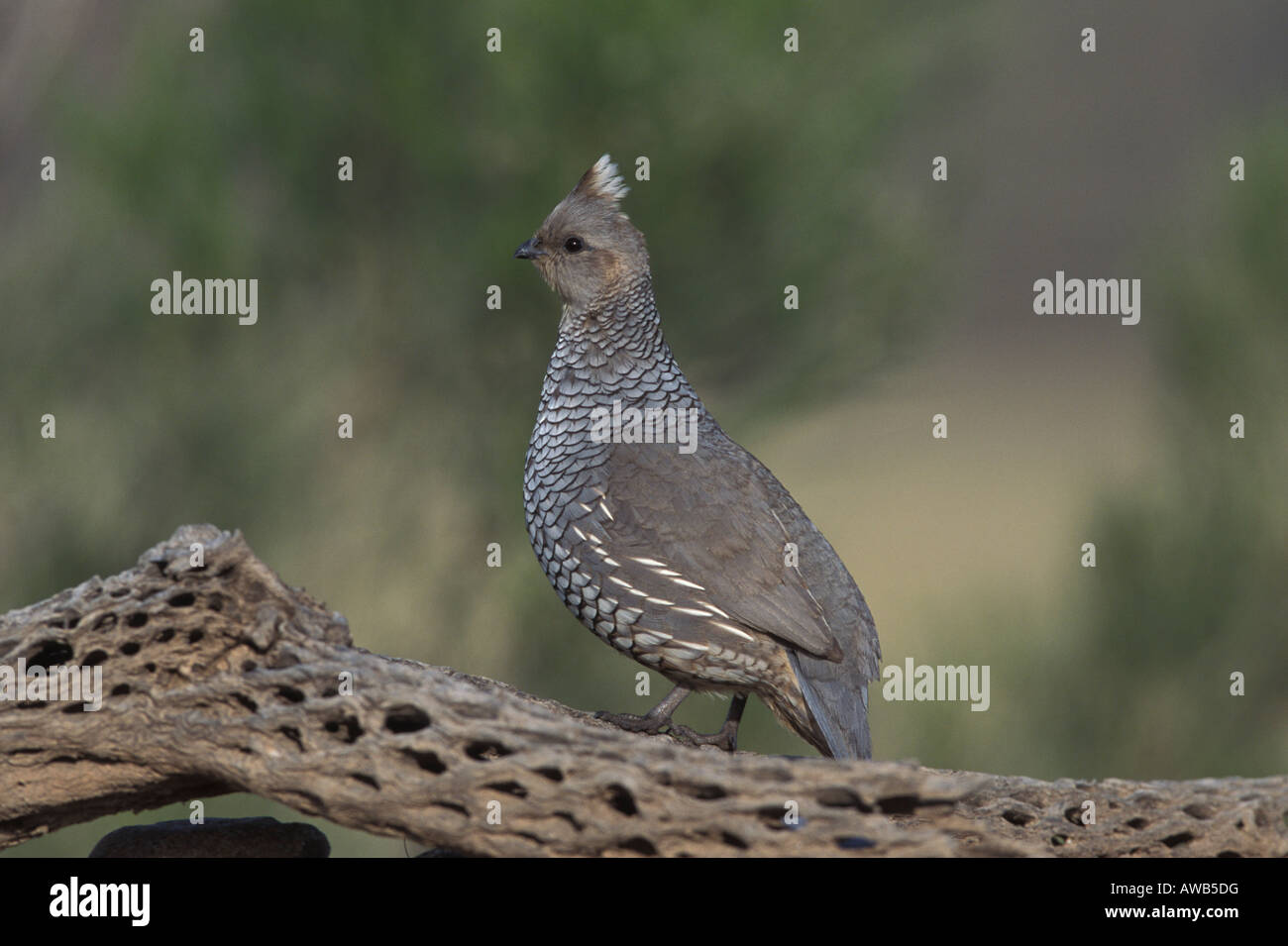 Scaled Quail, Callipepla squamata, on cholla cactus skeleton Stock ...