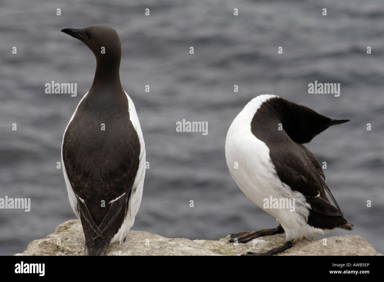 Black guillemot nest hi-res stock photography and images - Alamy