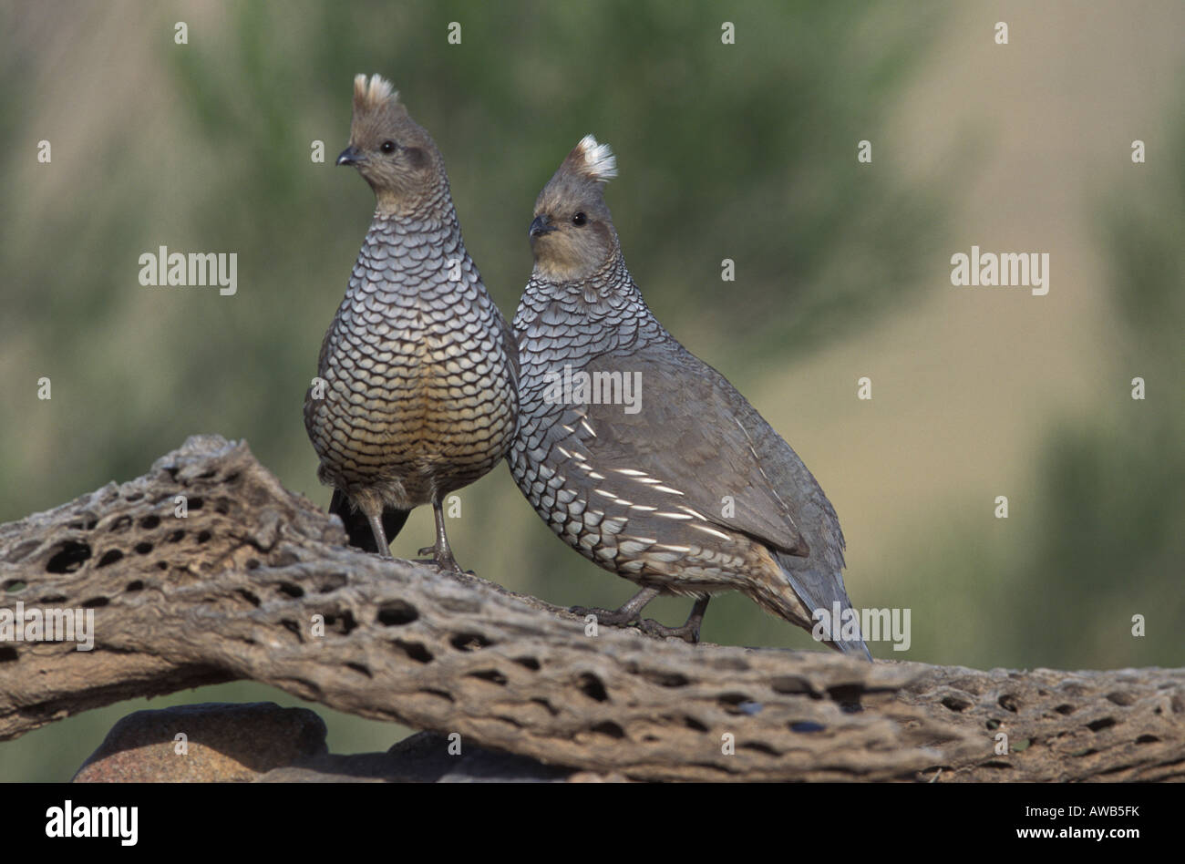 Scaled Quail pair, Callipepla squamata, on cholla cactus skeleton Stock ...