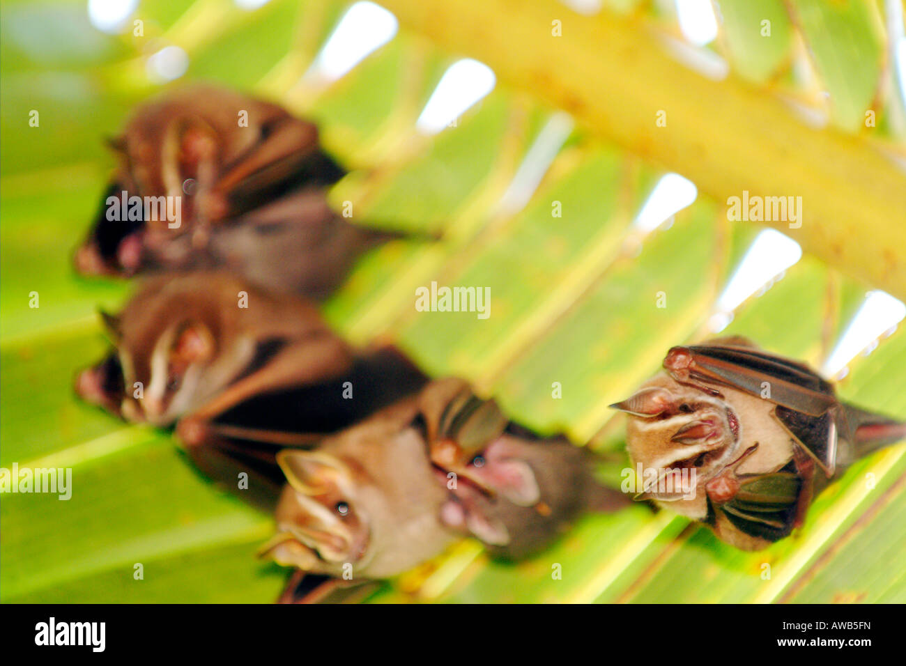 Brown Tent-making Bat, Uroderma magnirostrum, Corcovado National Park ...