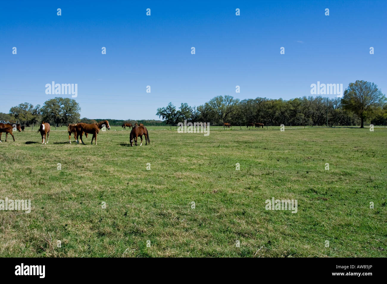 Field of Horses Stock Photo - Alamy