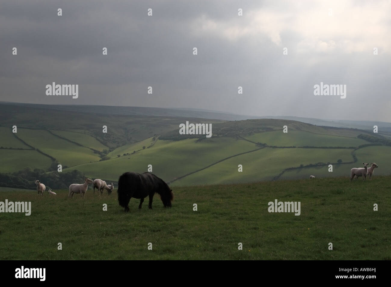 Sheep and pony hi-res stock photography and images - Alamy