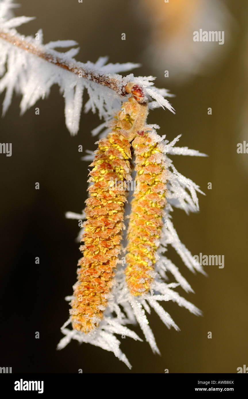 Flowering Common Hazel covered with ice crystals, Switzerland Stock ...
