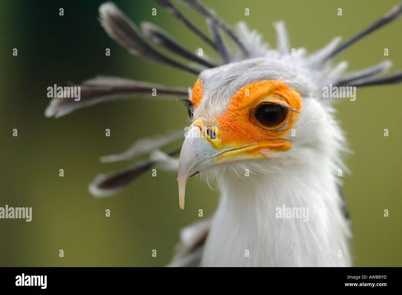 Secretary bird Sagittarius serpentarius Stock Photo - Alamy